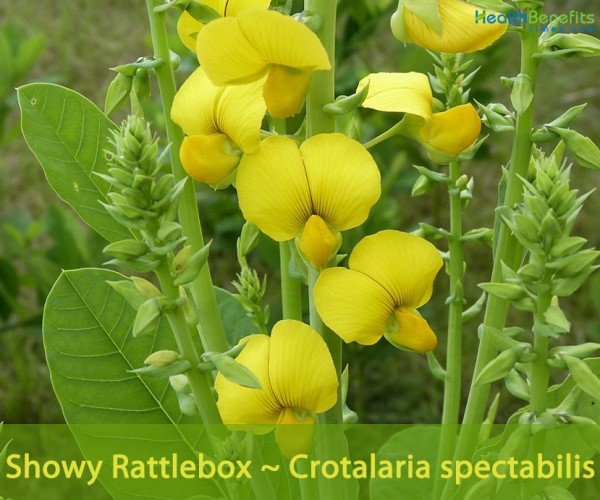 Showy rattlebox facts and health benefits