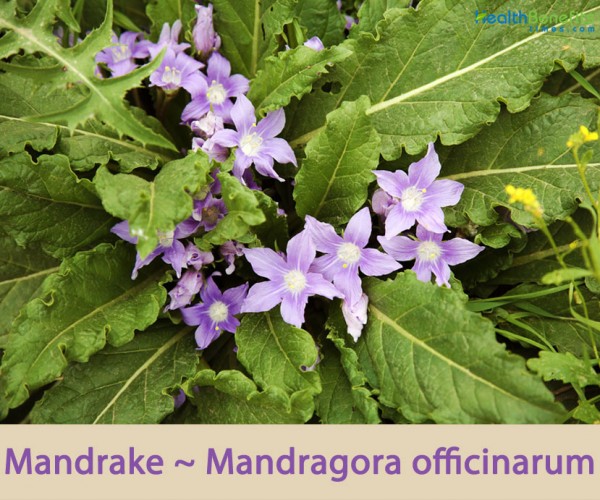 Mandrake facts and health benefits
