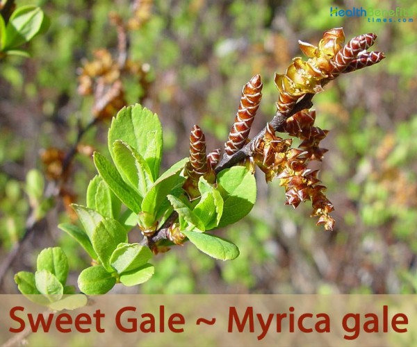 Sweet gale facts and health benefits