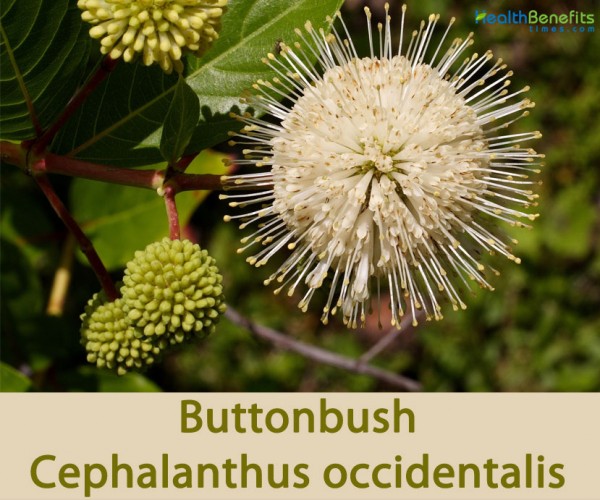 Buttonbush facts and health benefits