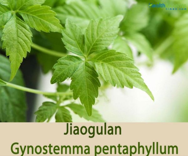 Jiaogulan facts and health benefits