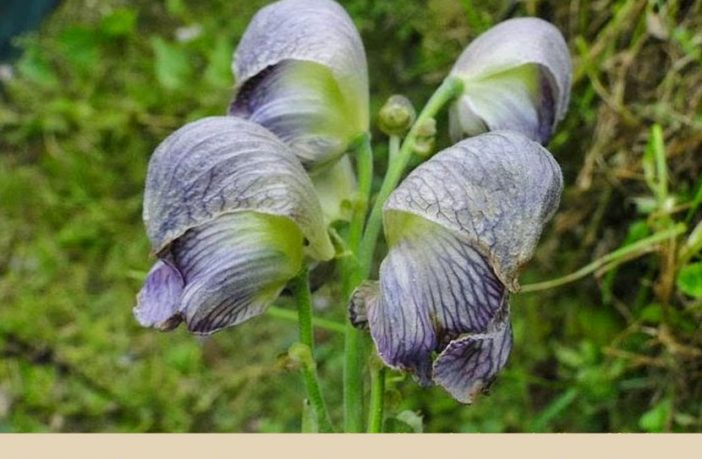 Health benefits of Ajwain essential oil| HB times