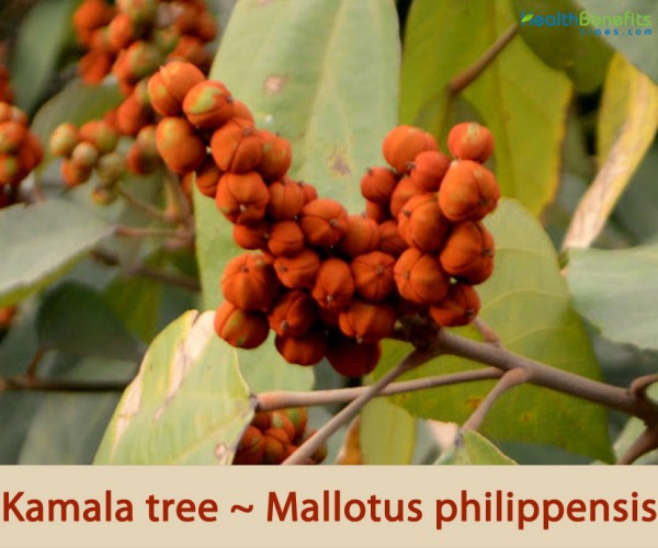 Kamala tree facts and health benefits
