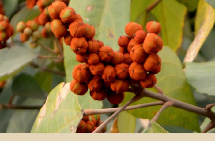 Kola nut Facts and Health Benefits