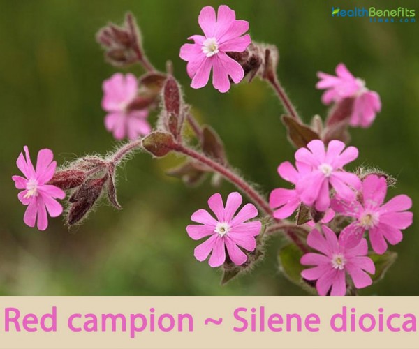 Red campion facts and health benefits