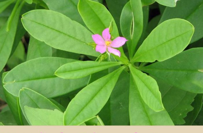 Wakame Seaweed Facts, Health Benefits and Nutritional Value