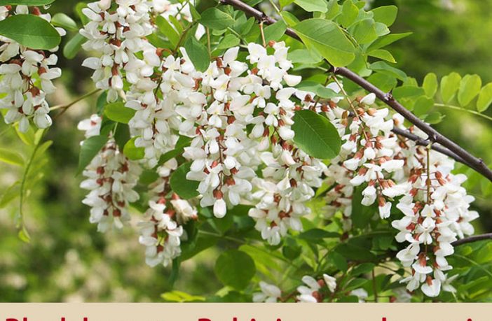 Black Locust Tree