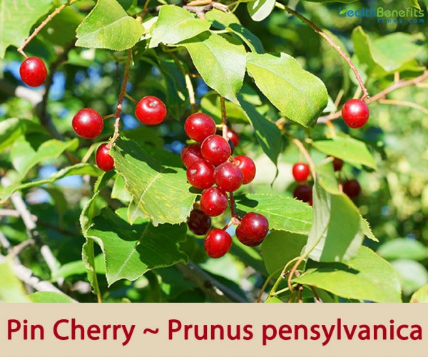 Pin Cherry facts and health benefits