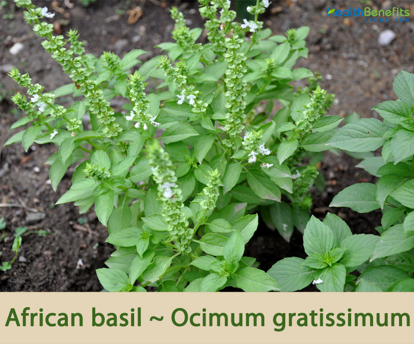 African Basil Facts And Health Benefits