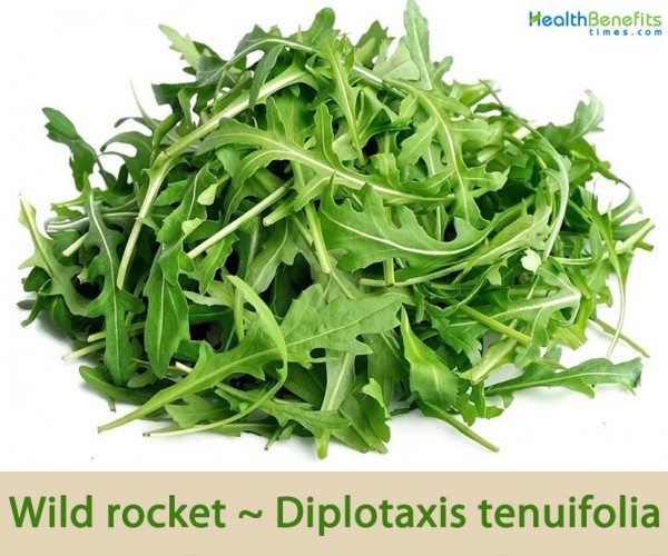 Wild rocket facts and health benefits
