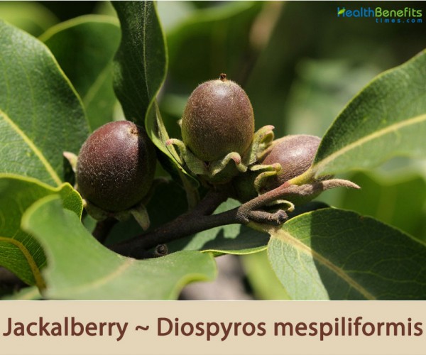 Jackalberry facts and health benefits