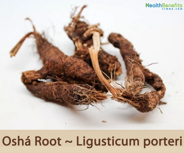 Oshá Root facts and health benefits
