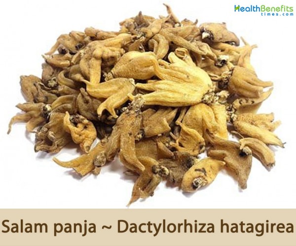 Salam panja facts and health benefits