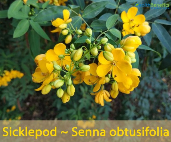 Sicklepod facts and health benefits