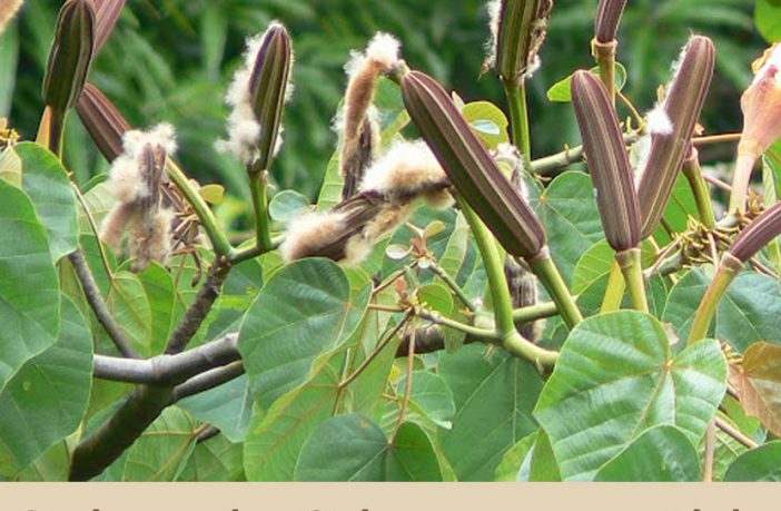Cubeb essential oil facts and health benefits