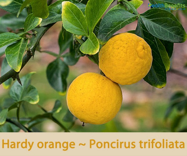 Hardy orange facts and health benefits