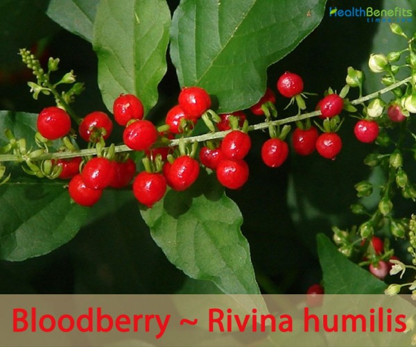 Bloodberry facts and health benefits