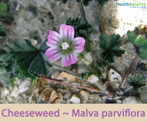 Cheeseweed facts and health benefits
