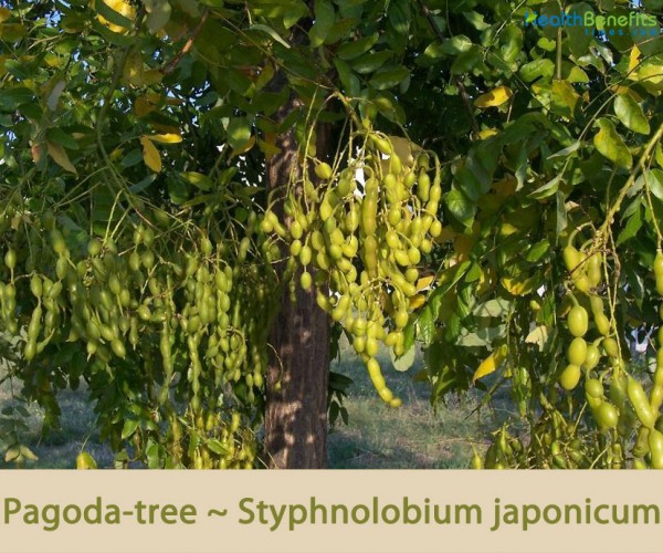 Pagoda-tree facts and health benefits