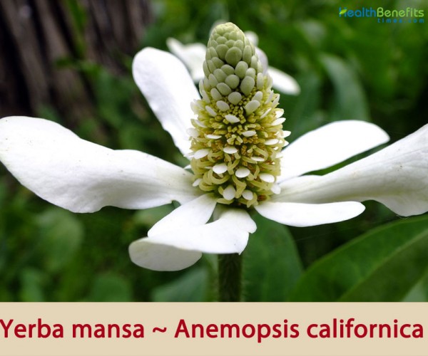 Health-benefits-of-Yerba-Mansa | Health Benefits
