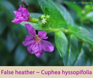 Facts about False Heather - Health Benefits