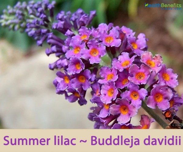 Summer lilac facts and health benefits