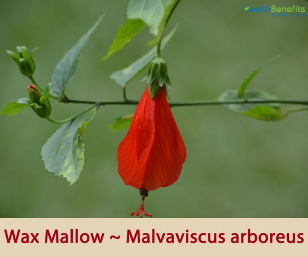 Wax Mallow facts and health benefits