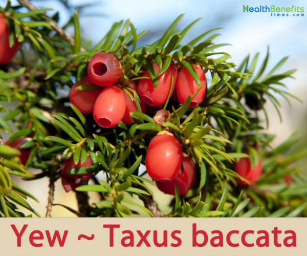 Yew facts and health benefits