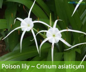 Facts and benefits of Poison Lily - Health Benefits