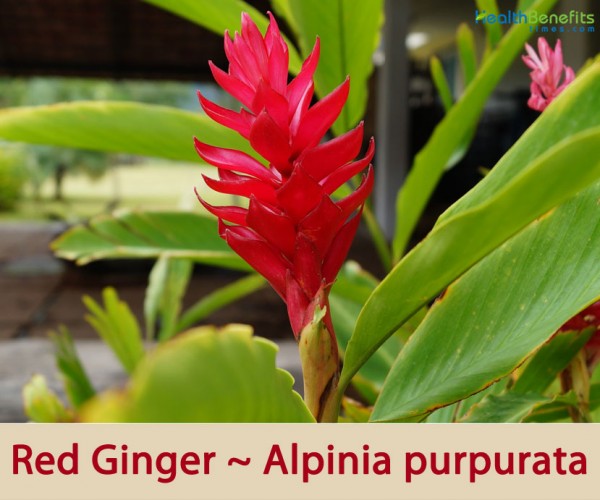 Red Ginger facts and health benefits