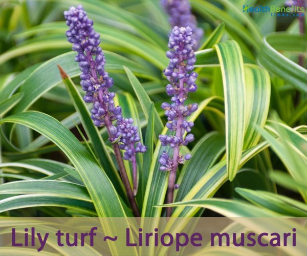 Lily turf facts and health benefits
