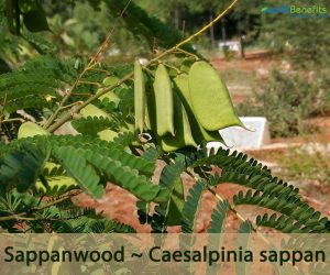 Health benefits of Sappanwood - Health Benefits