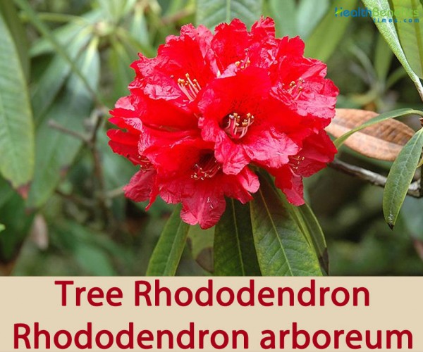 Tree rhododendron facts and health benefits
