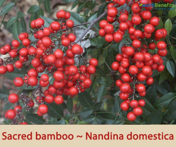 Sacred bamboo facts and health benefits