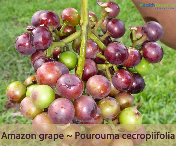 Amazon grape facts and health benefits
