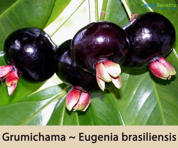 Grumichama facts and health benefits