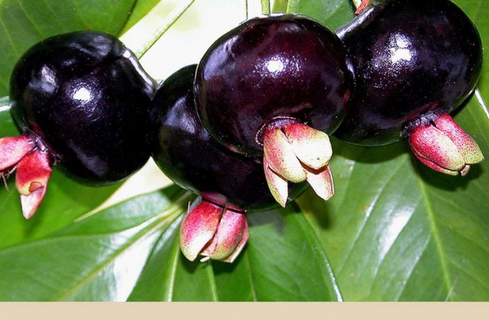 Noni Fruit Facts, Health Benefits and Nutritional Value