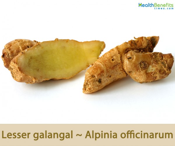 Lesser galangal facts and health benefits