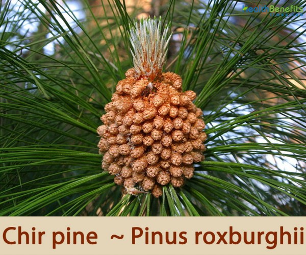 Health-benefits-of-Chir-Pine | Health Benefits