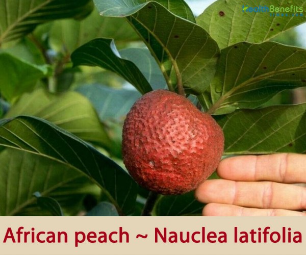 African peach facts and health benefits
