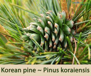 Traditional uses and benefits of Korean Pine - Health Benefits