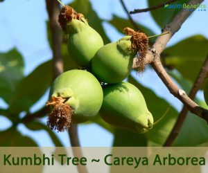 Traditional uses and benefits of Kumbhi Tree - Health Benefits