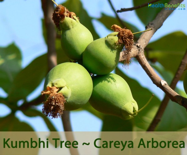 Kumbhi Tree facts and health benefits