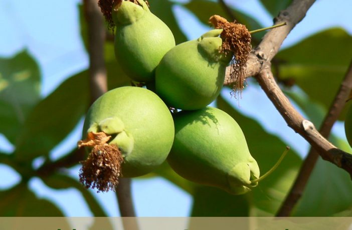 Health Benefits of Kakadu Plum