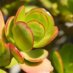 Health benefits of Jade Plant - Health Benefits