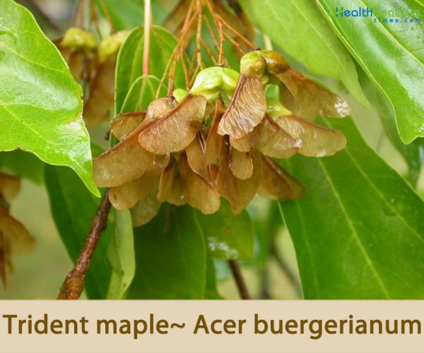 Trident maple facts and health benefits