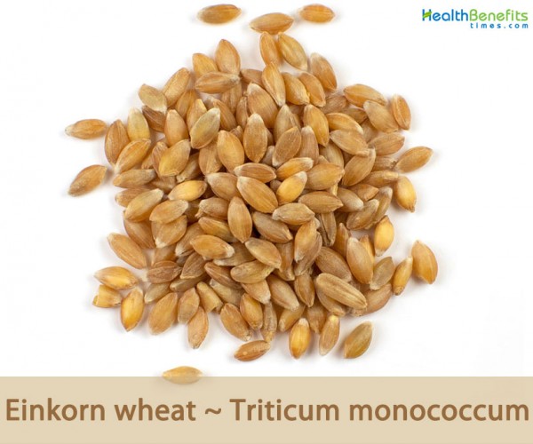 Einkorn wheat facts and health benefits