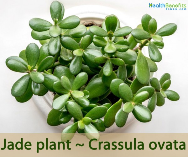 Jade plant facts and health benefits