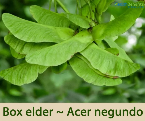 Box elder facts and health benefits