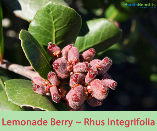 Lemonade Berry facts and health benefits